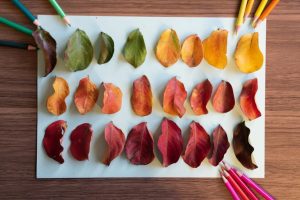 Health Benefits Of Efirin Leaves - Health Benefited
