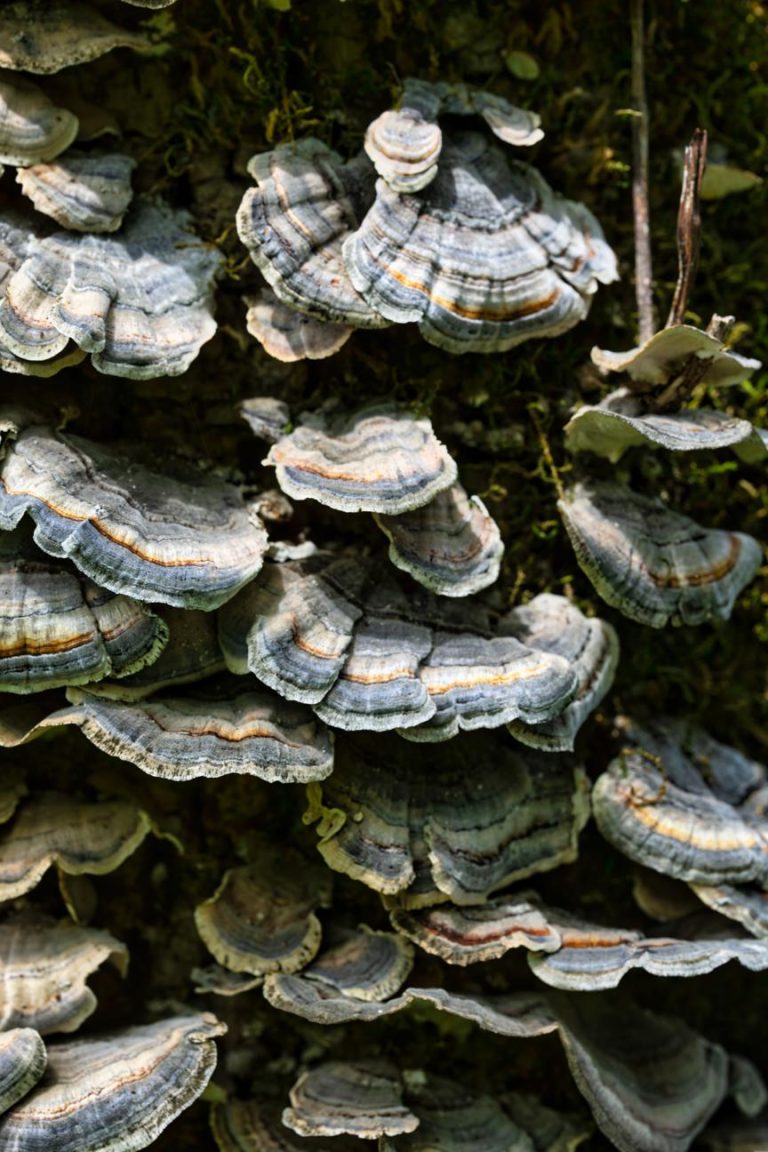 Matsutake Mushroom Health Benefits - Health Benefited